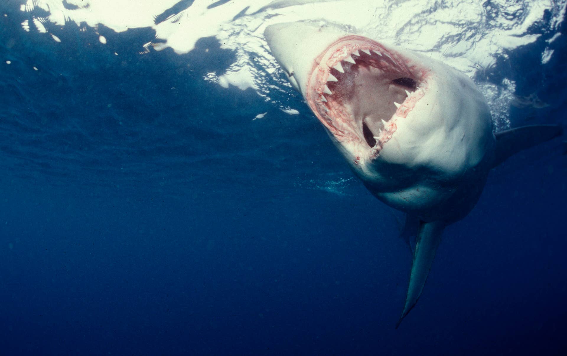 'It's Her Fault' - Woman Blamed For Injury In Shark Attack - The Spun