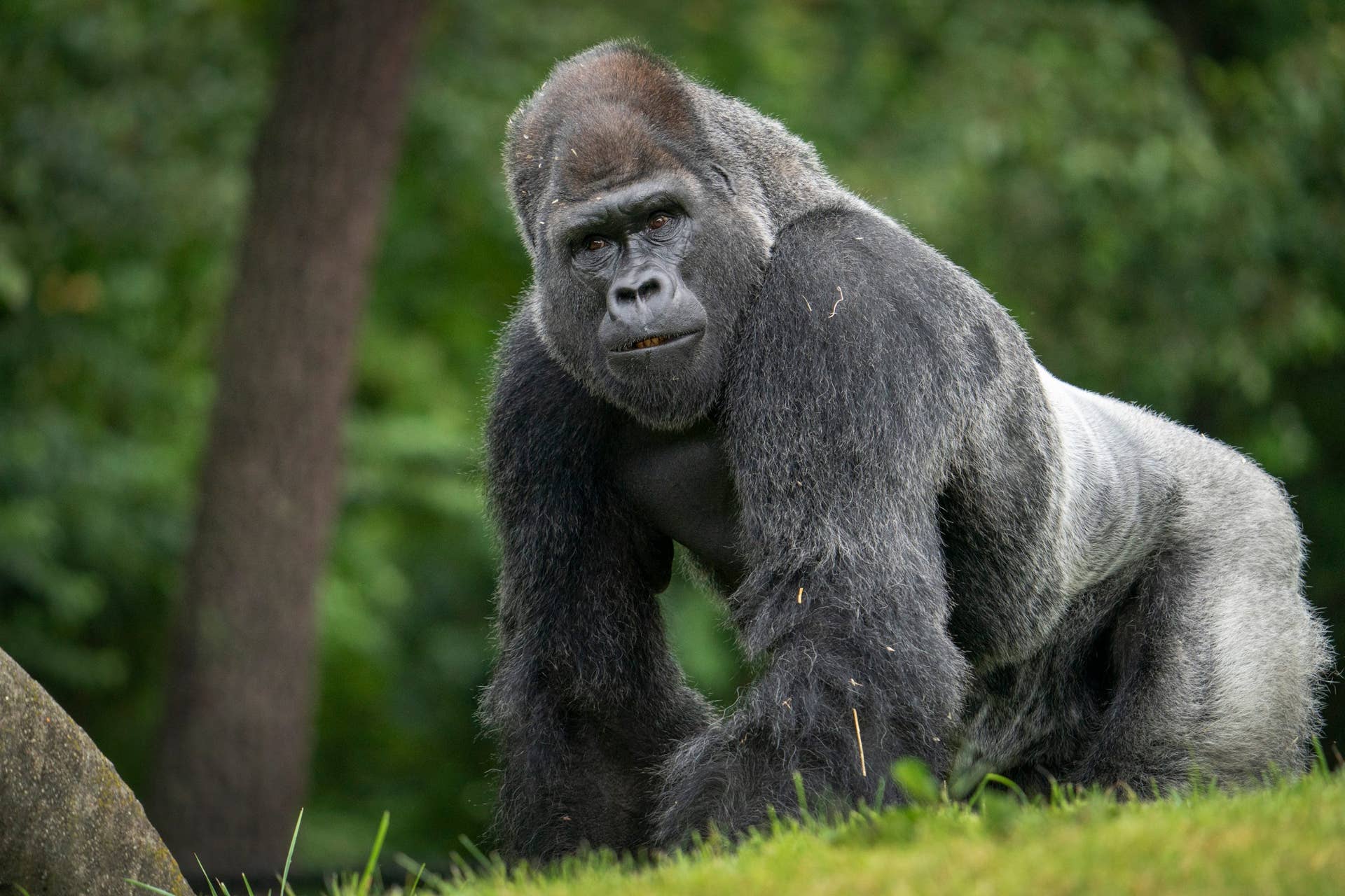 Sports Fans Trolling U.S. Zoo For Trading Away Gorilla - The Spun