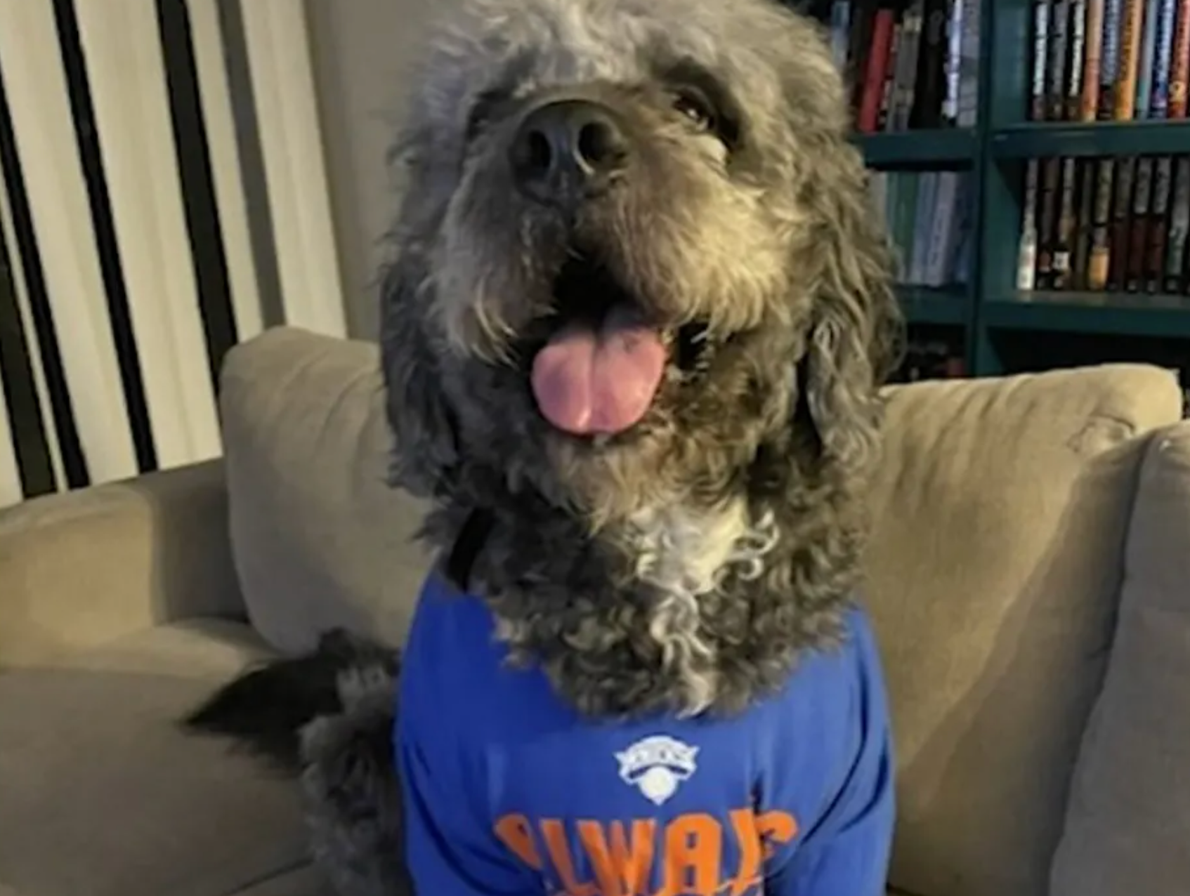 Dog Killed As New York Knicks Fan Celebrates 2026 Championship - The Spun