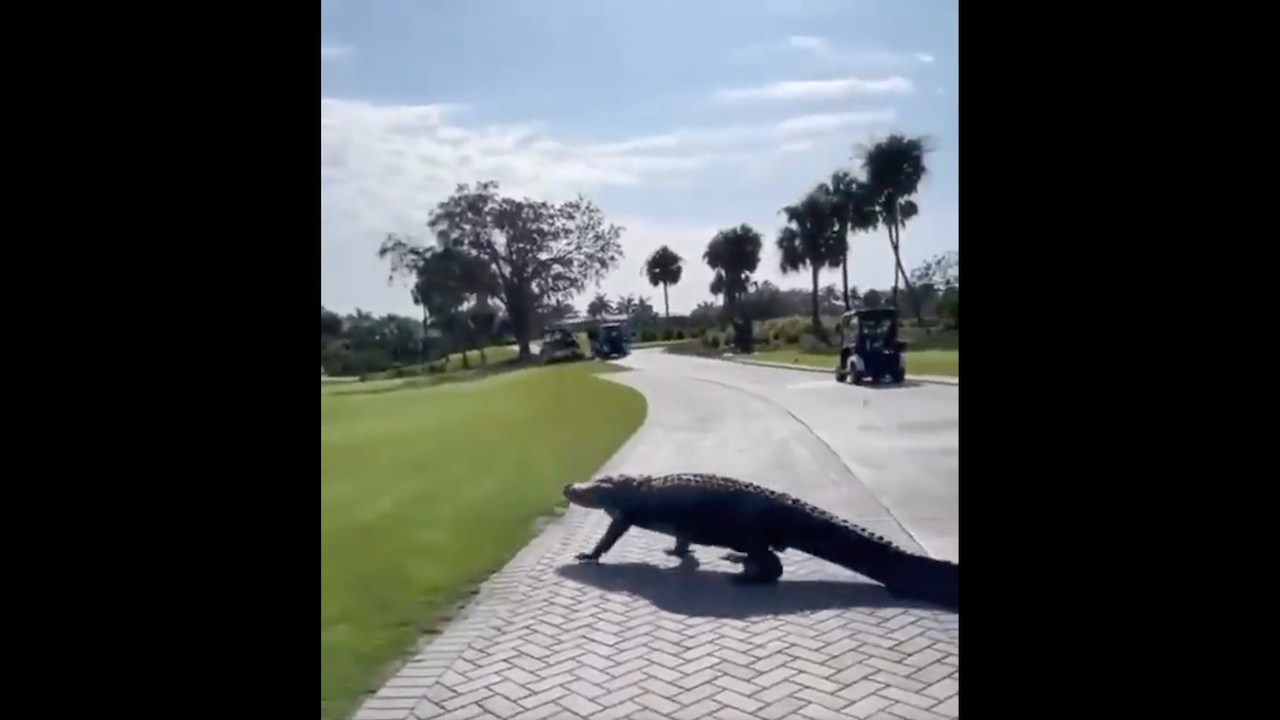 Massive Alligator Florida Golf Course – QLLGGY