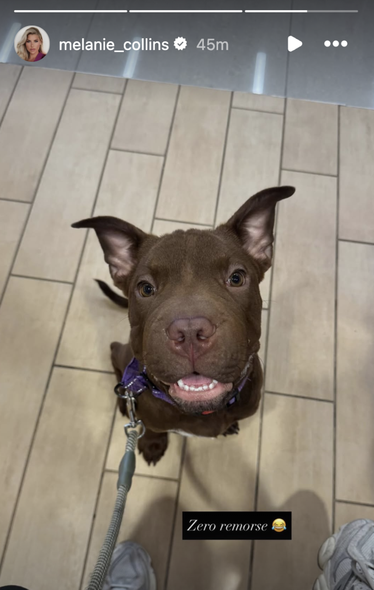 NFL Sideline Reporter Had To Save Her Puppy In Dramatic Fashion - The Spun