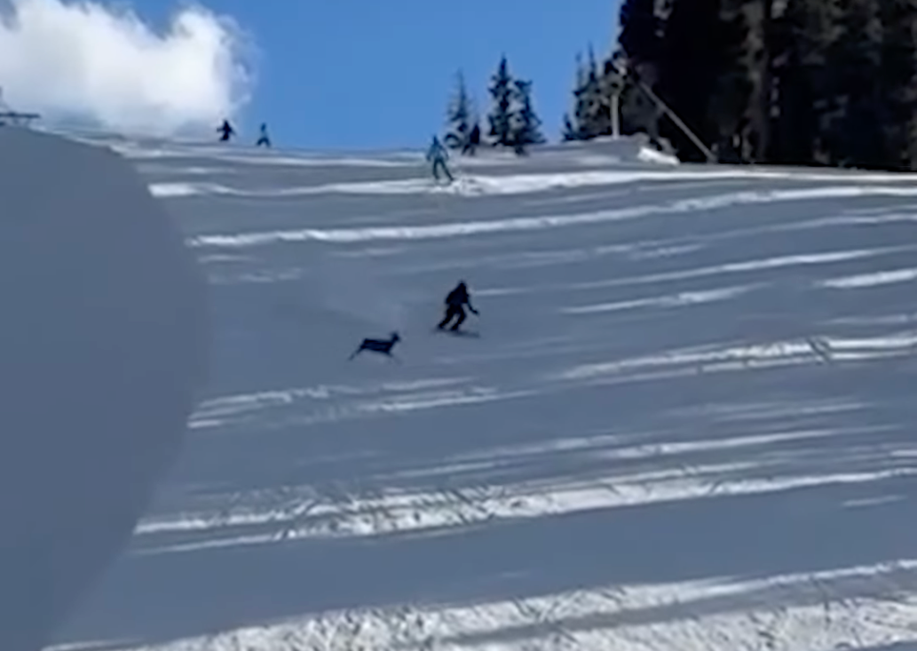 Video: U.S. Skier Avoids Terrifying Collision In New Mexico - The Spun