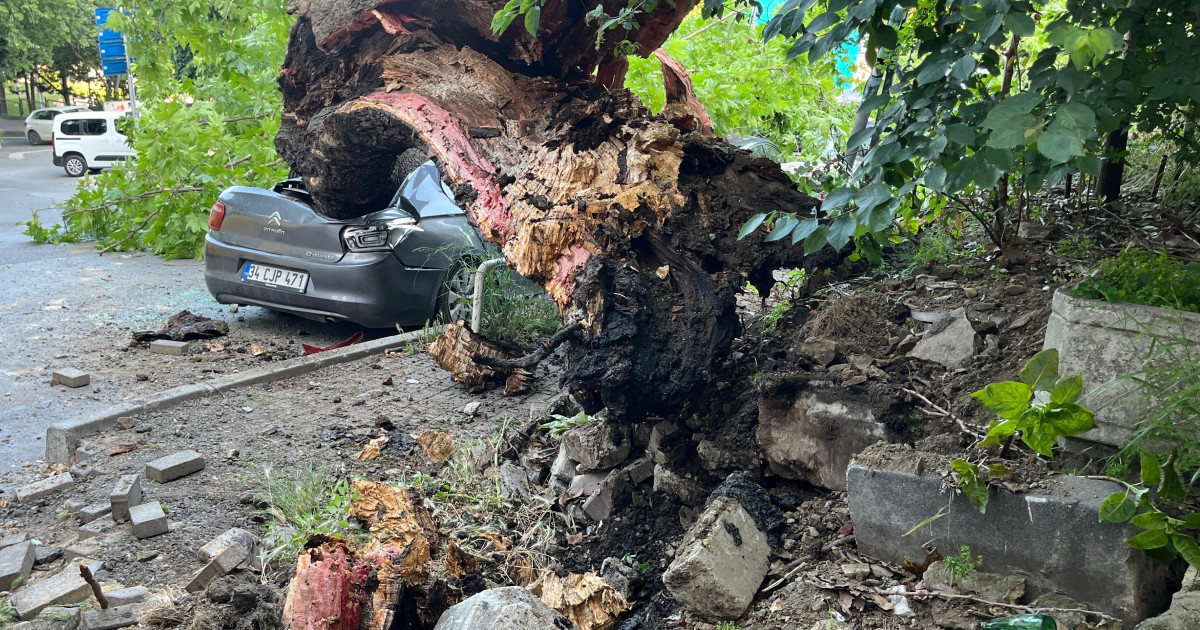 Prayers Pouring In After Athlete Dies In 'Horrifying' Tree Accident ...