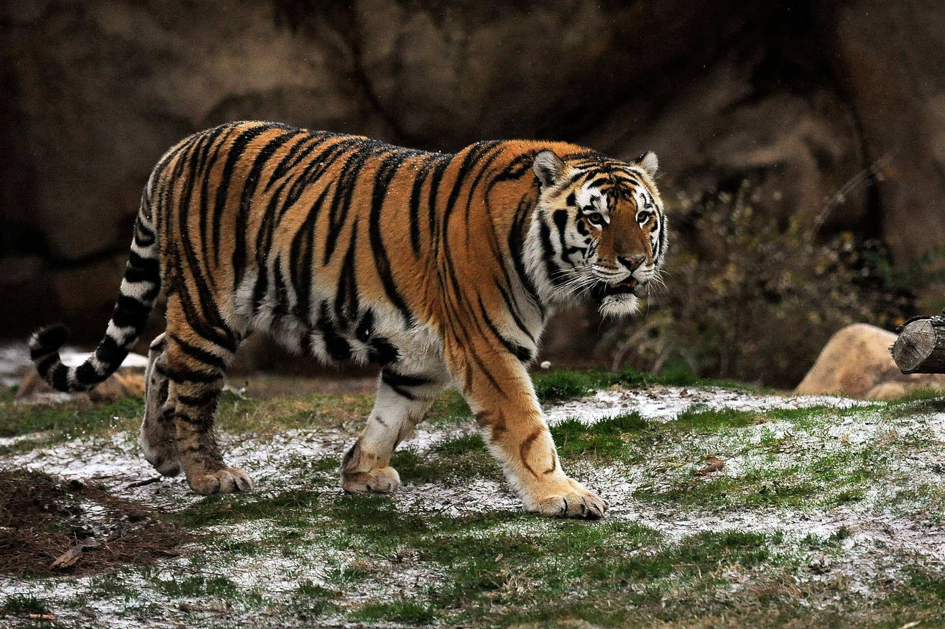 Report: LSU Makes Decision On Live Tiger Mascot For Alabama Game - The Spun