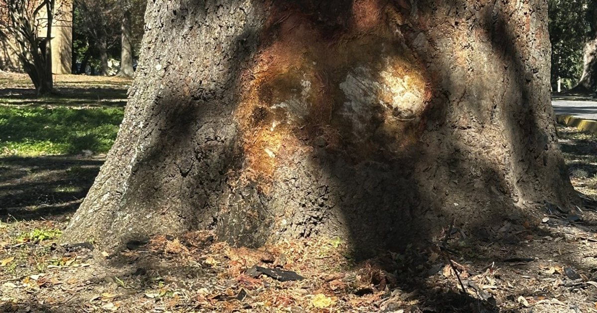 Terrifying Photo Emerges From LSU Quarterback's Car Accident - The Spun