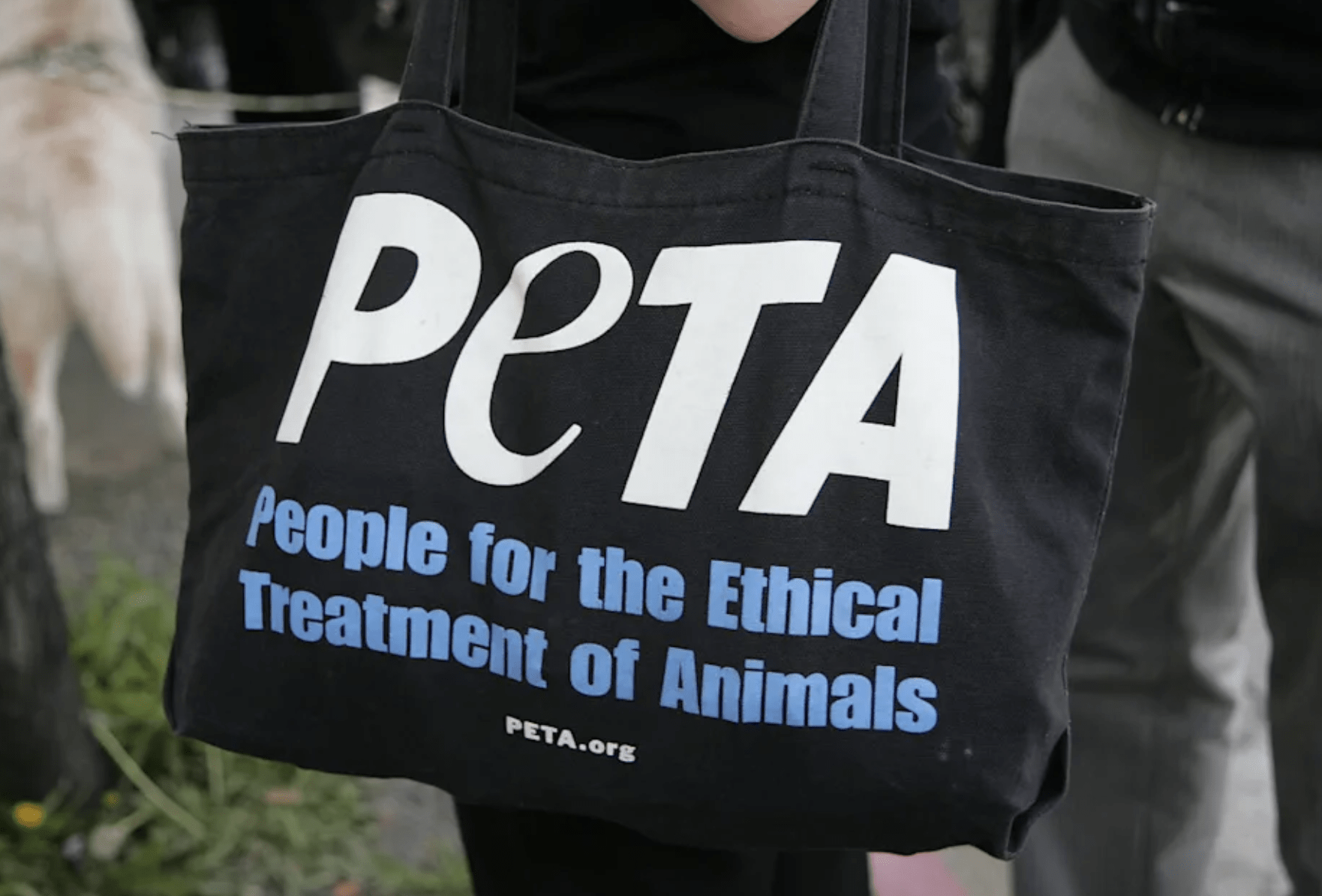 PETA Is Not Happy With NFL Announcer Tom Brady - The Spun